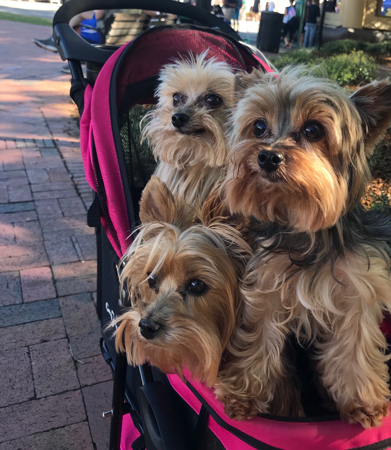 Thousands call about adopting Atlanta pets during pandemic - SaportaReport