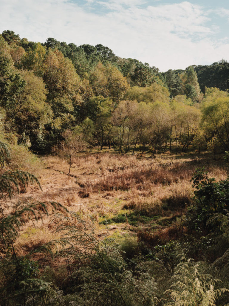 One of Atlanta’s largest remaining forests has been saved. Now what ...